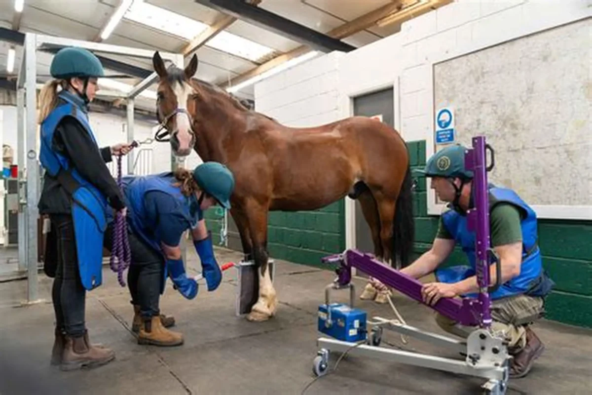 Buy Veterinary Medicines Online -From GVM To Your Home